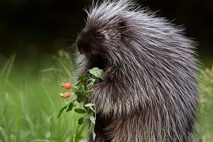 7 Fakta Paling Aneh Tentang Landak | Si Binatang