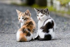 100 Ide Nama Kucing dari Bahasa Jerman Beserta Artinya | Si Binatang