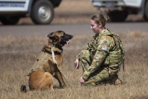 101 Nama Anjing Militer yang Sangar, Gagah, dan Keren | Si Binatang