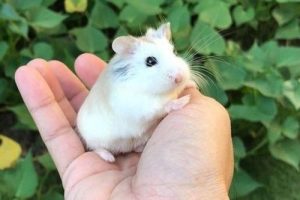 100+ Nama Hamster Peliharaan Terbaik Beserta Artinya | Si Binatang