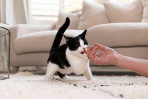 4 Penyebab Kucing Peliharaan Menggigit dan Mencakar Anda | Si Binatang