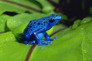Jenis-jenis Katak Paling Berwarna Beserta Fakta dan Gambarnya | Si Binatang