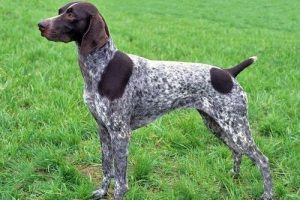 15 Jenis Anjing Polisi Terbaik yang Sering Digunakan di Kepolisian | Si ...