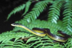 Jenis-jenis Ular yang Hidup di Hutan Hujan | Si Binatang