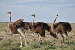 12 Jenis Hewan yang Berjalan dengan Dua Kaki (Bipedal) | Si Binatang