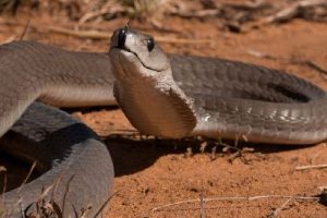 8 Fakta Ular Mamba Hitam (Black Mamba) yang Mempesona | Si Binatang