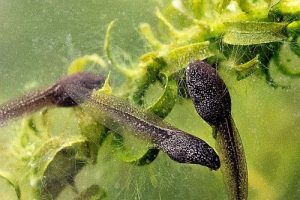 Apa Makanan Berudu? Tahap Perkembangan Berudu Menjadi Katak | Si Binatang