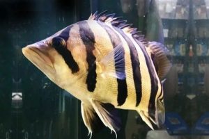 9 Tankmate Terbaik untuk Ikan Datz (Datnoid) | Si Binatang