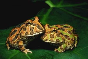 25 Fakta Menarik Tentang Katak Pacman | Si Binatang