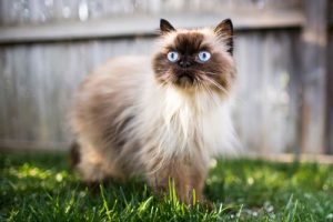 Fakta Kucing Himalaya: Penampilan, Temperamen, Perawatan, dll | Si Binatang