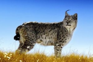 10 Fakta Unik Kucing Lynx Si Pemburu Handal | Si Binatang