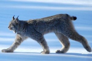 10 Fakta Unik Kucing Lynx Si Pemburu Handal | Si Binatang