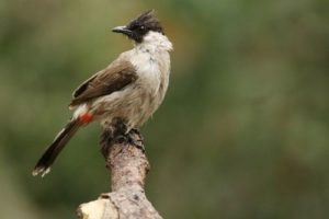 Profil Burung Kutilang, Karakter, Pakan, dan Cara Memilih | Si Binatang