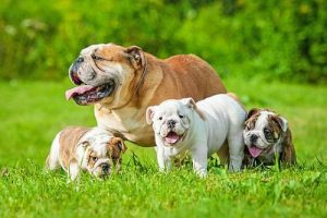 5 Jenis Anjing Bulldog, dari yang Kecil Sampai yang Besar | Si Binatang